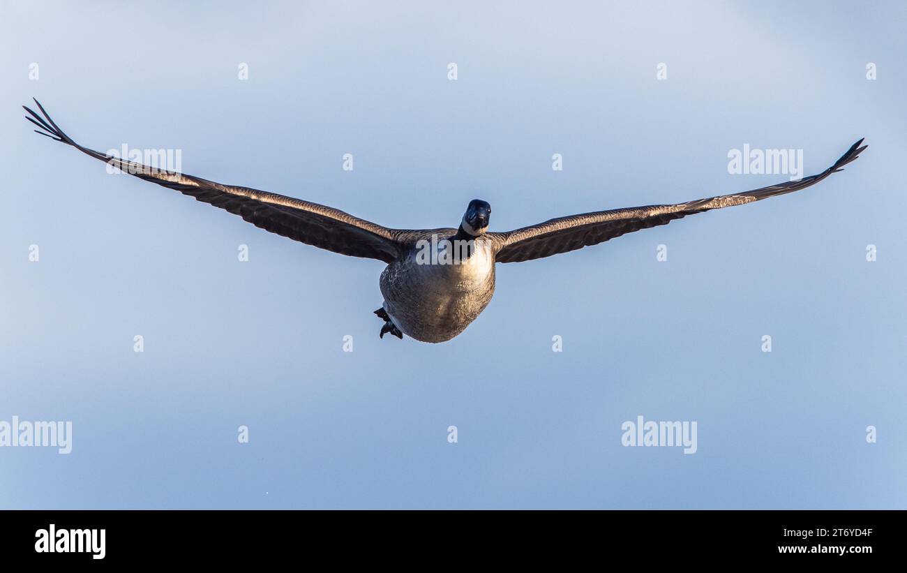 Canada Goose, Branta canadensis birds in flight over Marshes Stock ...