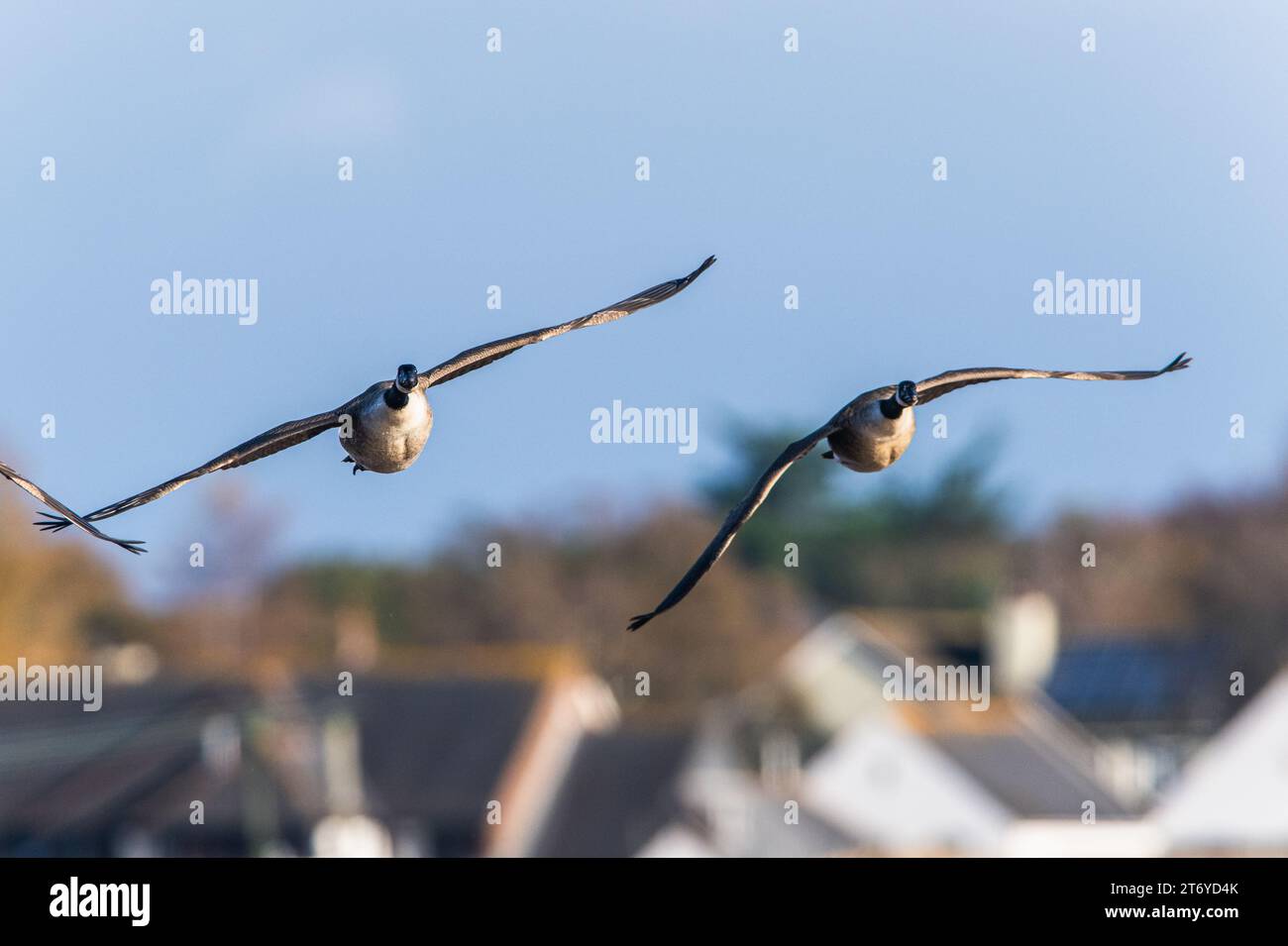 Canada Goose, Branta canadensis birds in flight over Marshes Stock ...