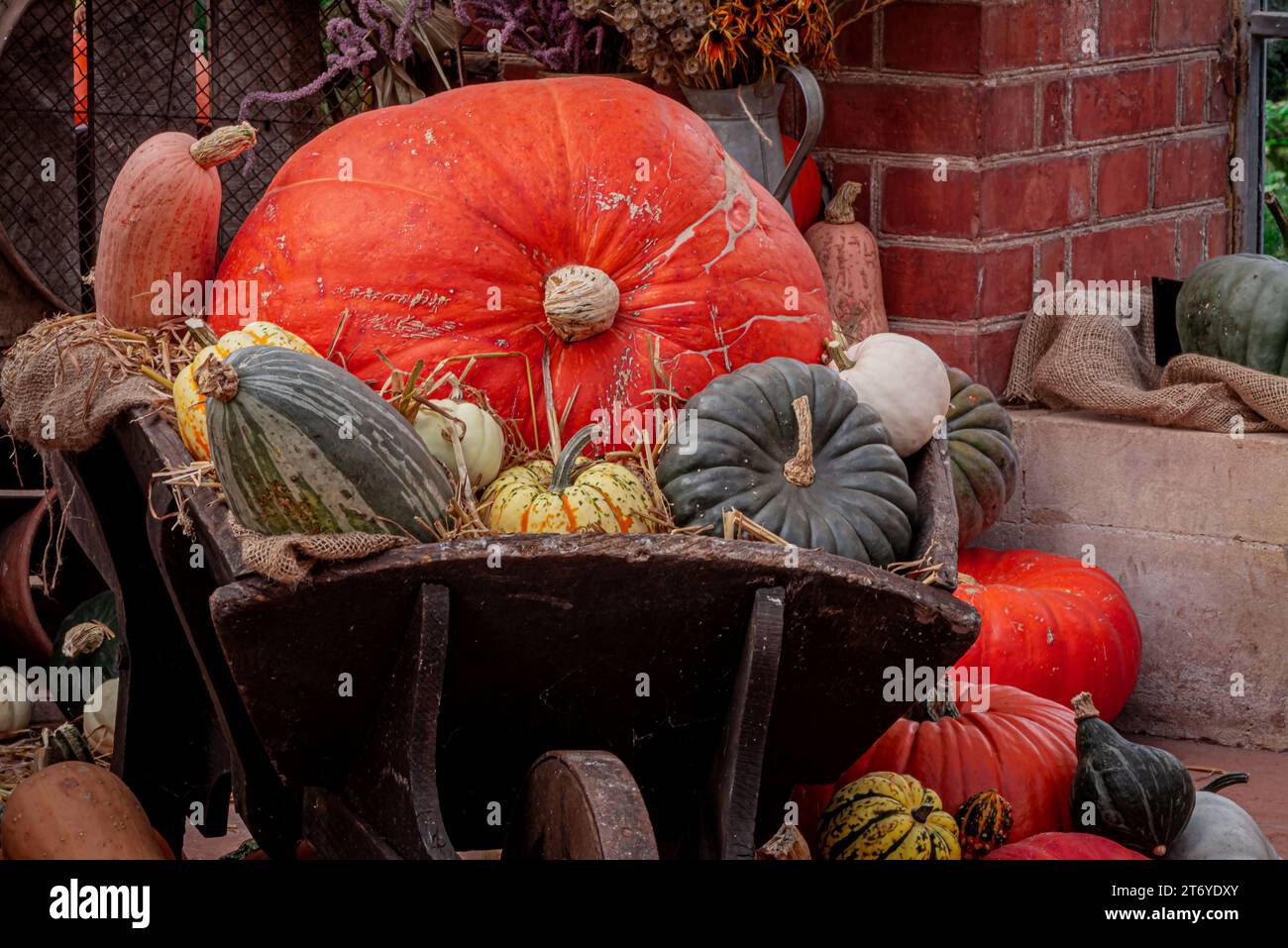 Twinkling pumpkins hi-res stock photography and images - Alamy