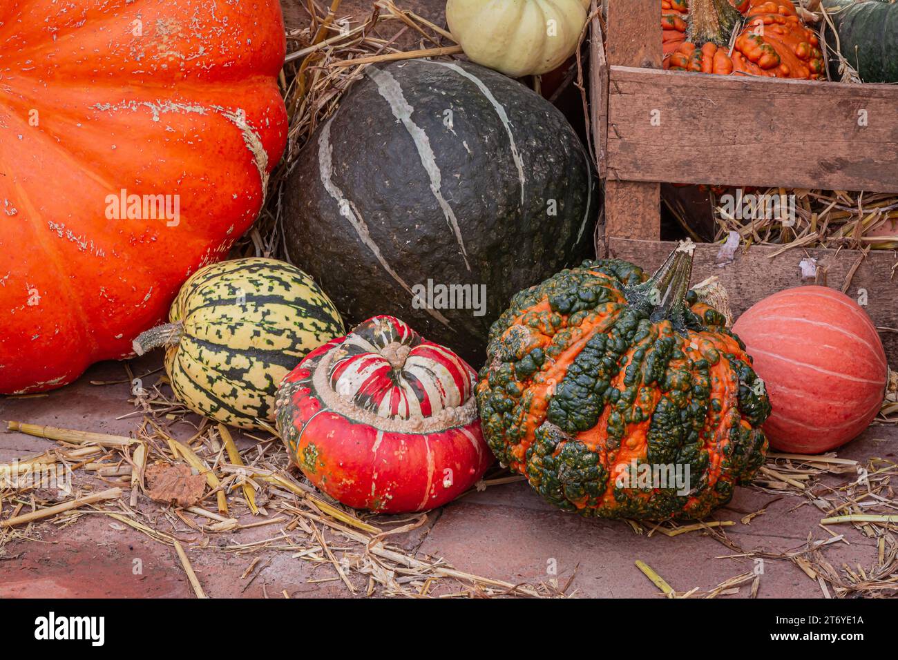 photo of pumpkins display Stock Photo - Alamy