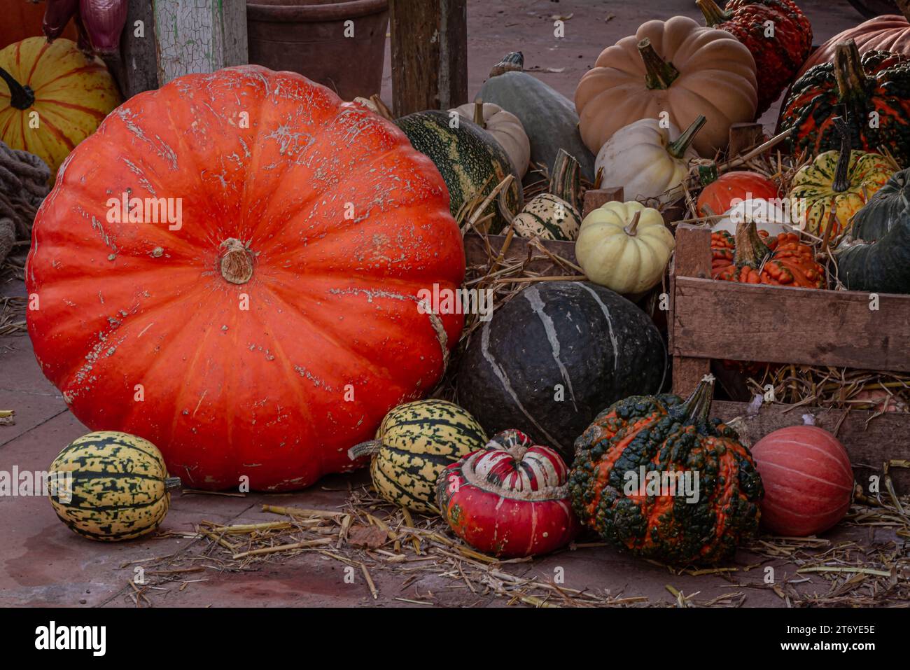Twinkling pumpkins hi-res stock photography and images - Alamy