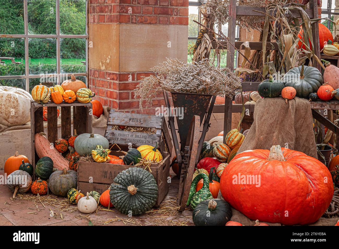 photo of pumpkins display Stock Photo - Alamy