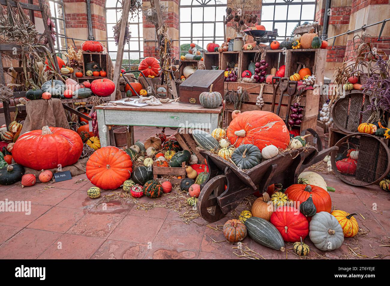 photo of pumpkins display Stock Photo - Alamy