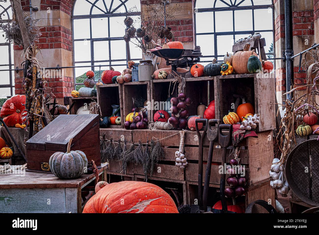 photo of pumpkins display Stock Photo - Alamy