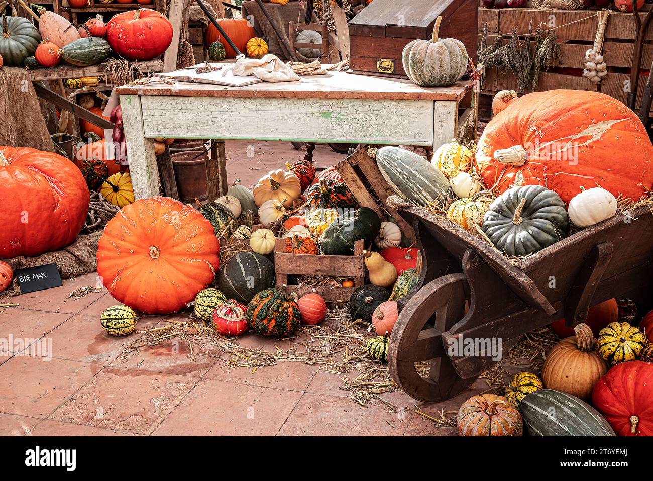 photo of pumpkins display Stock Photo - Alamy
