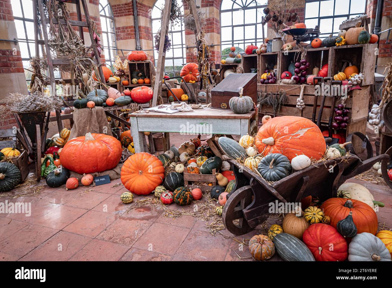 photo of pumpkins display Stock Photo - Alamy