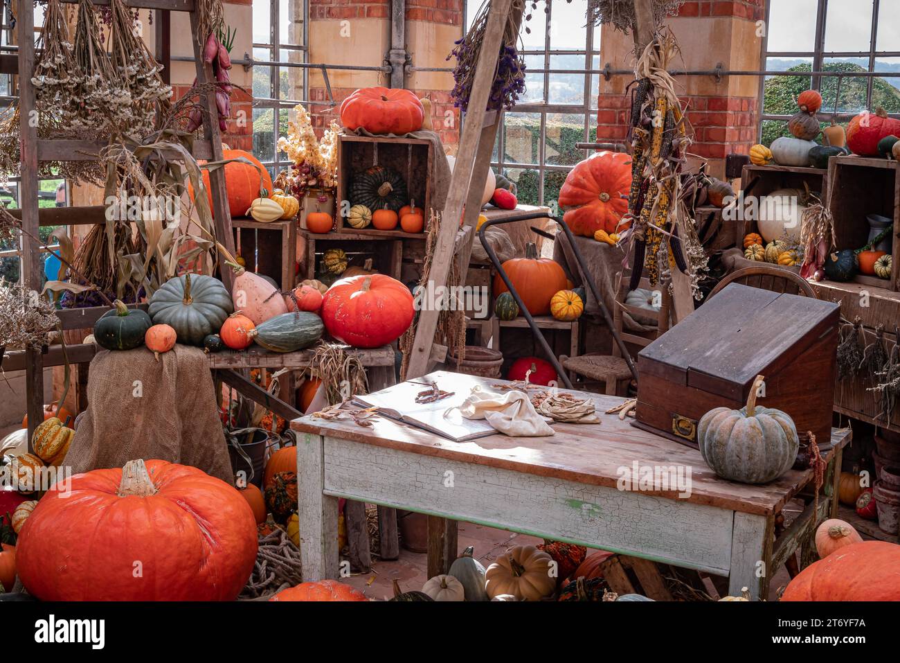 photo of pumpkins display Stock Photo - Alamy