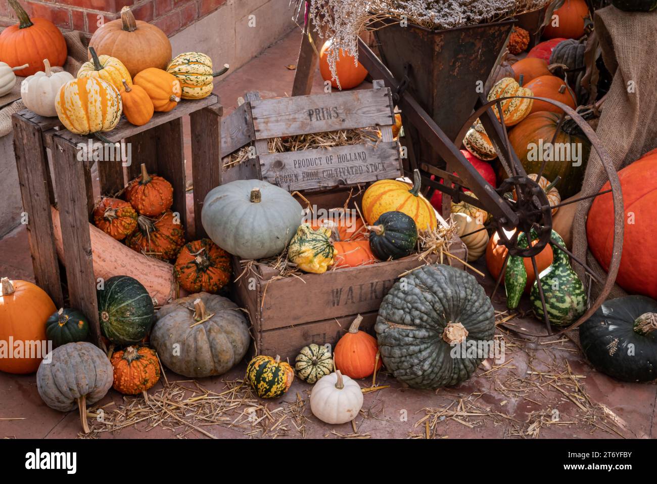 Twinkling pumpkins hi-res stock photography and images - Alamy