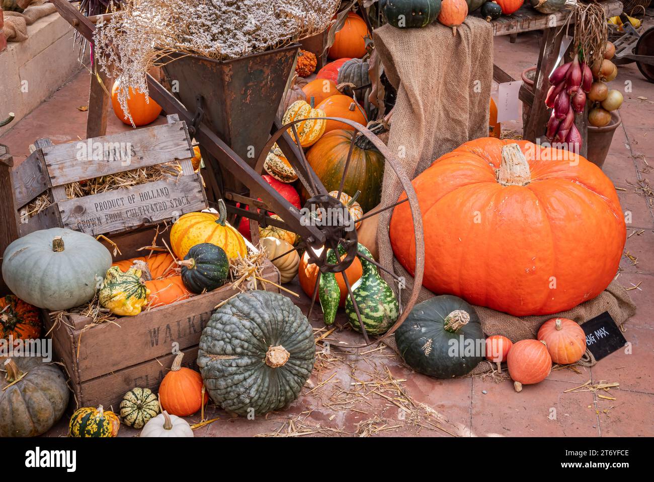 Twinkling pumpkins hi-res stock photography and images - Alamy