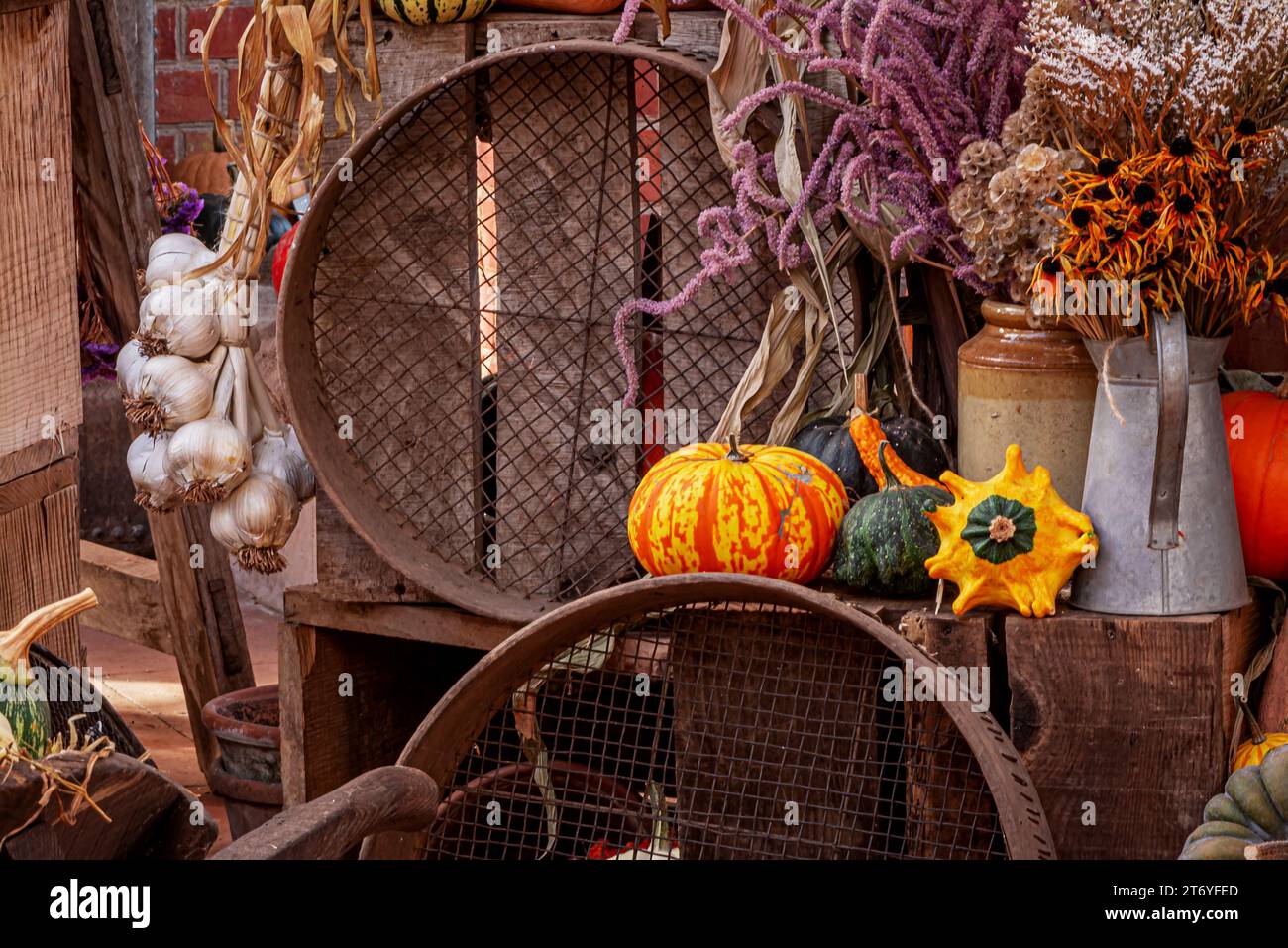photo of pumpkins display Stock Photo - Alamy