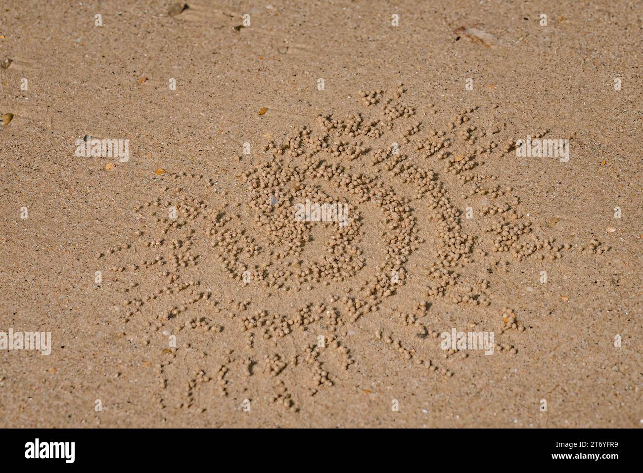 Round pattern in the sand. Crab patterns in the sand in Thailand ...