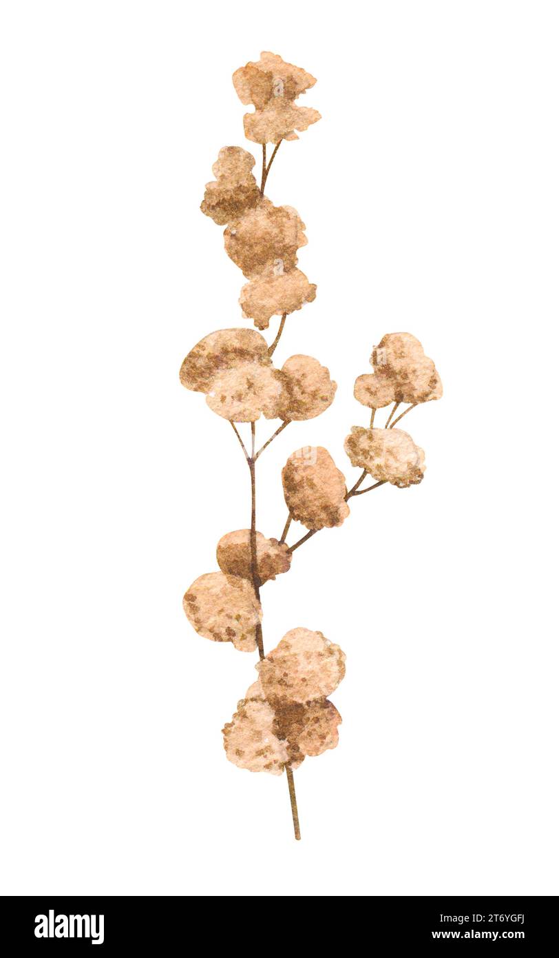 Dried flowers, dead flower, dry grass. Watercolor botanical ...