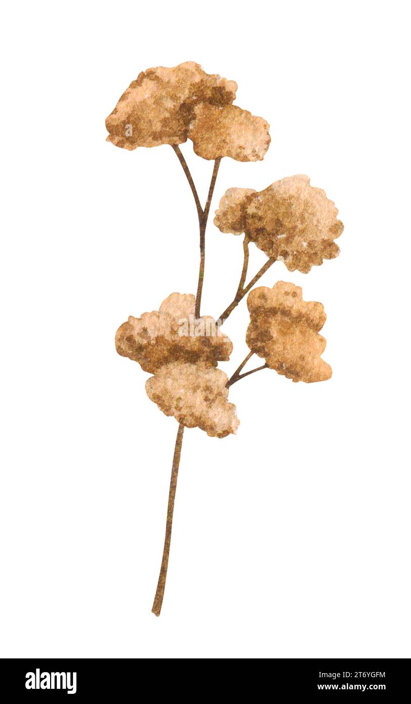 Dried flowers, dead flower, dry grass. Watercolor botanical ...