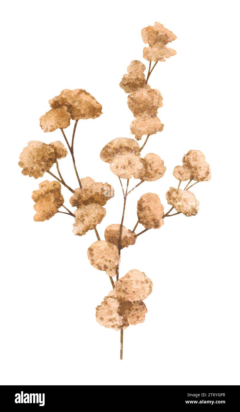 Dried flowers, dead flower, dry grass. Watercolor botanical ...