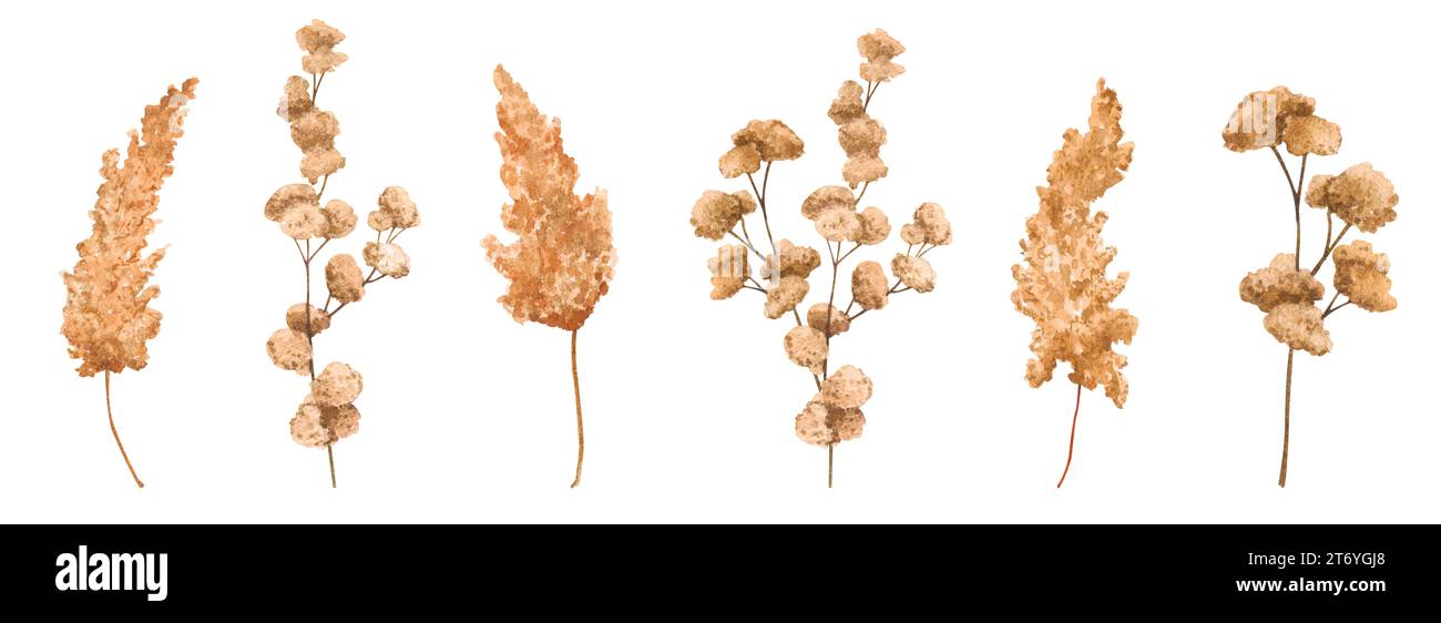 Set of Dried Flowers, Dead Flowers, Dry Herbs. Watercolor botanical ...