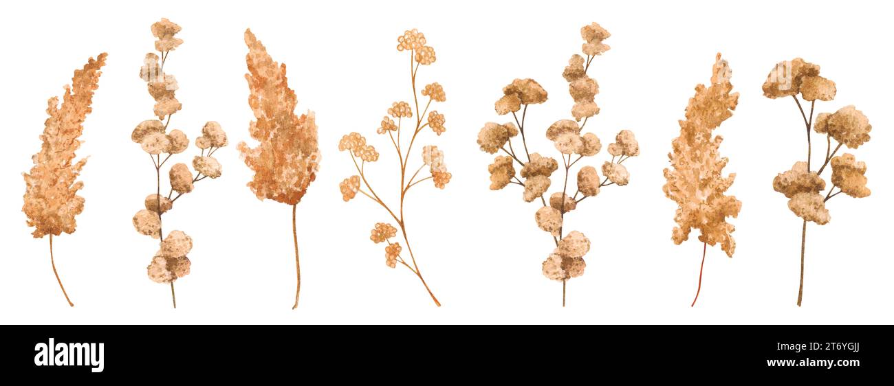 Set of Dried Flowers, Dead Flowers, Dry Herbs. Watercolor botanical ...
