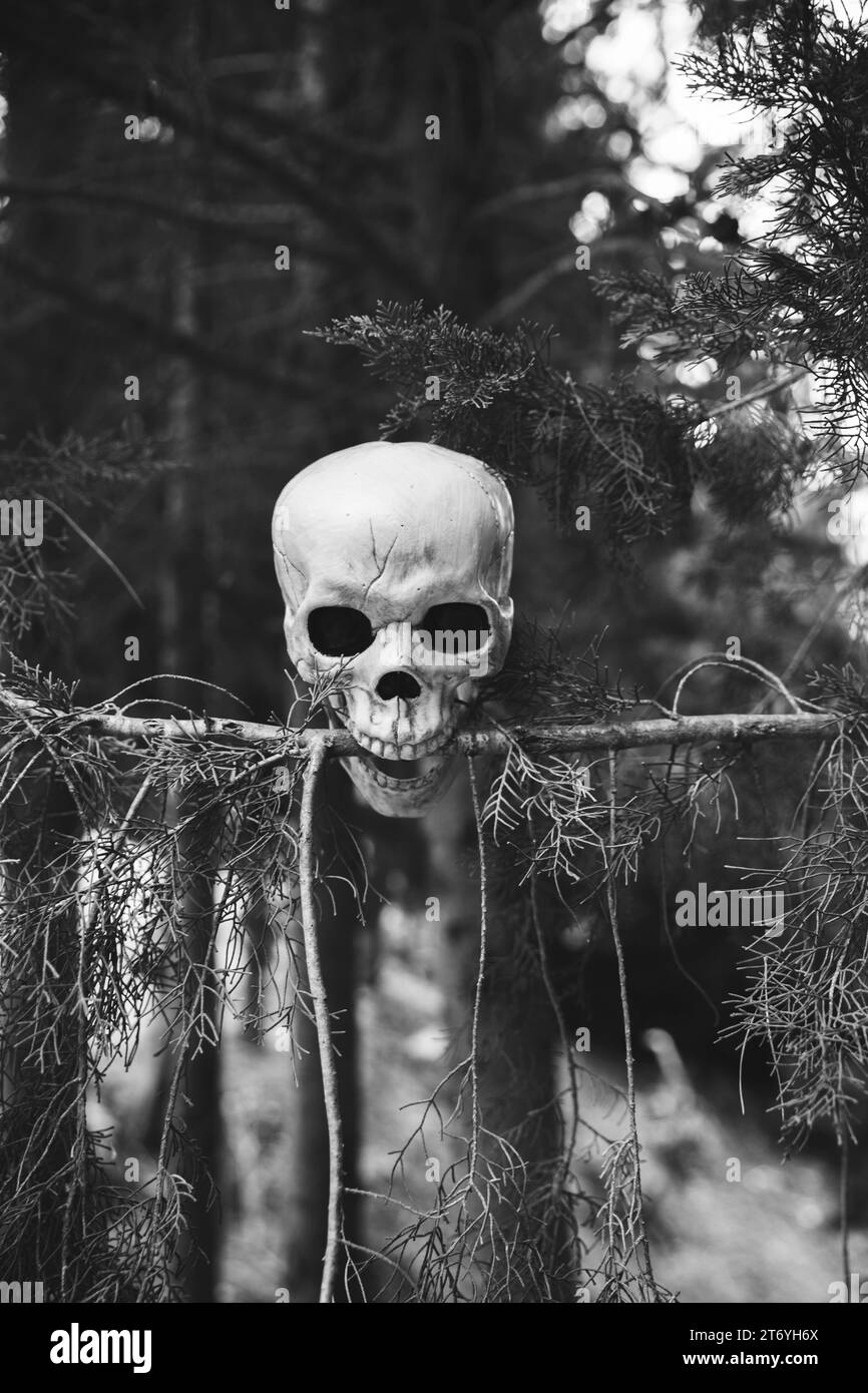 Skull biting fir branch forest Stock Photo - Alamy