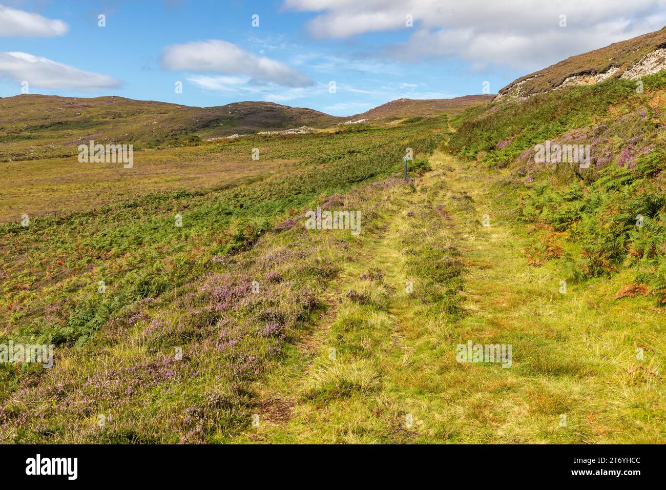 Granuaile Loop Walk Trail cover by flowers and vegetation, Derreen ...