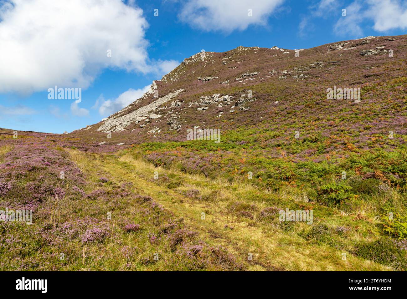 Granuaile Loop Walk Trail cover by flowers and vegetation, Derreen ...