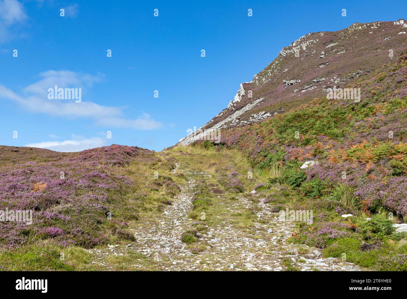 Granuaile Loop Walk Trail cover by flowers and vegetation, Derreen ...