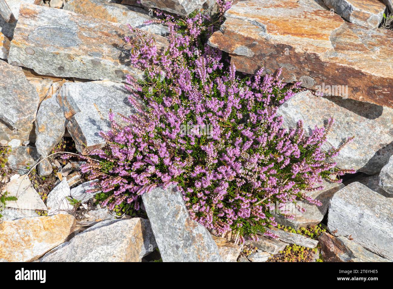 Detail of flowers and rocks in Granuaile Loop Walk Trail, Derreen ...