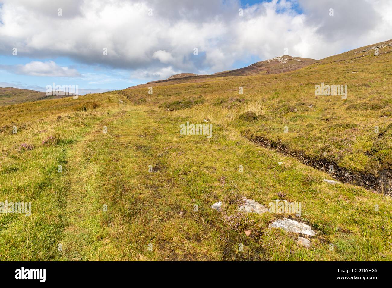 Granuaile Loop Walk Trail cover by flowers and vegetation, Derreen ...