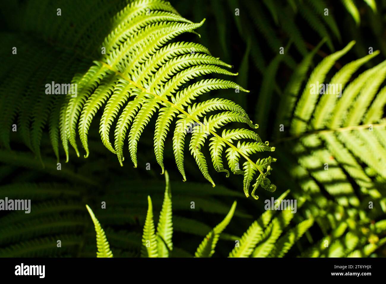 Tropical fern leaves Stock Photo - Alamy