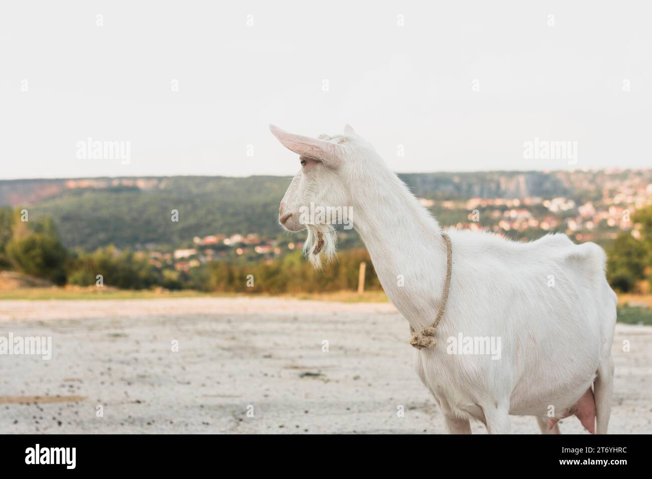 White goat standing farm Stock Photo - Alamy