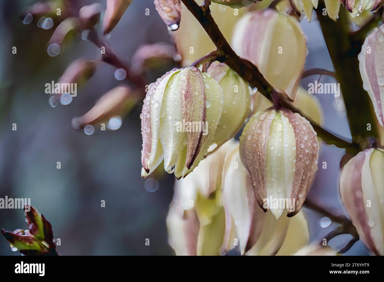 A Symphony of Fragrance: Step into a realm of sensory delight as lilac ...