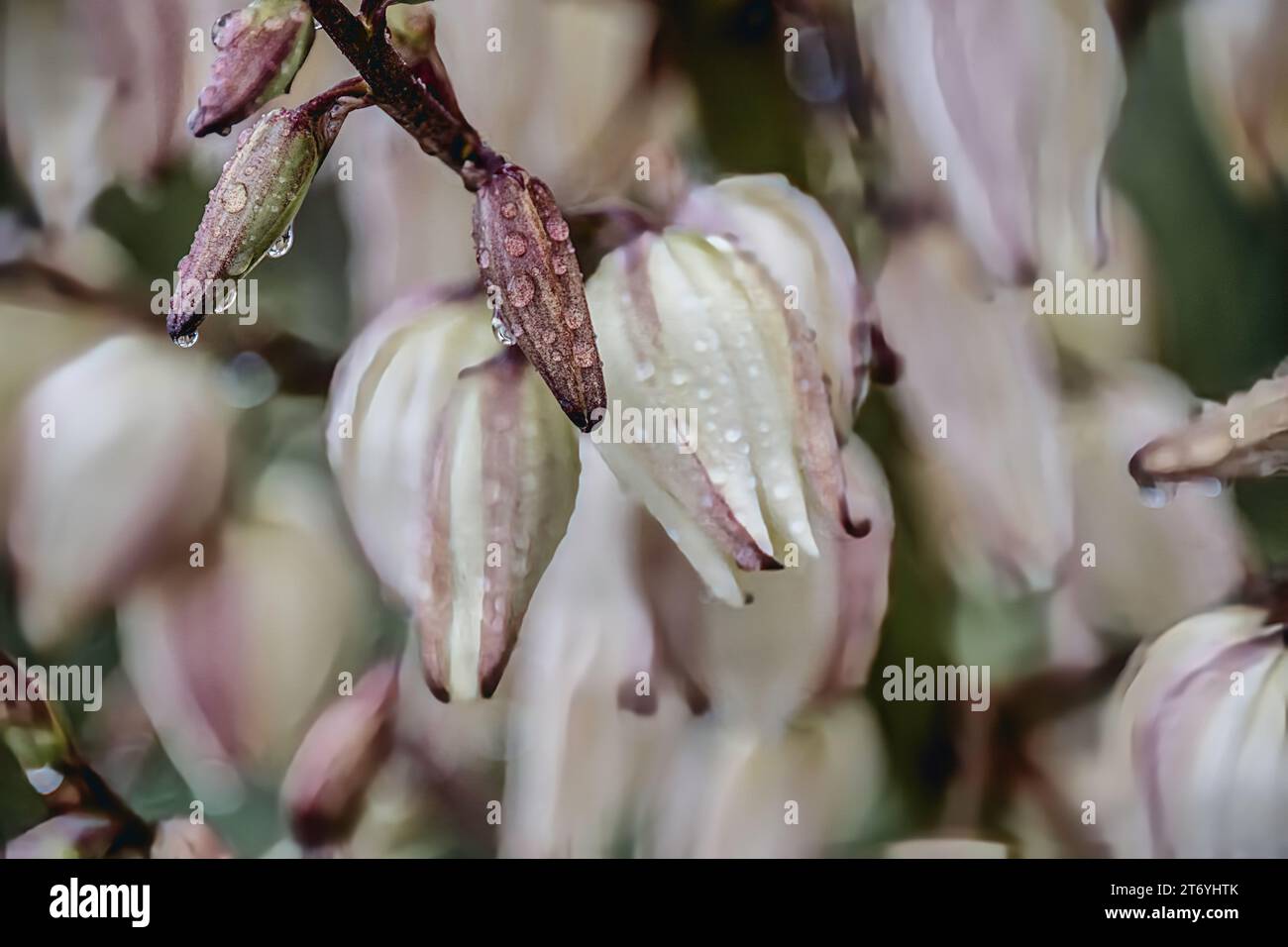 Seattle's hidden gem: a breathtaking scene where lily of the valley ...