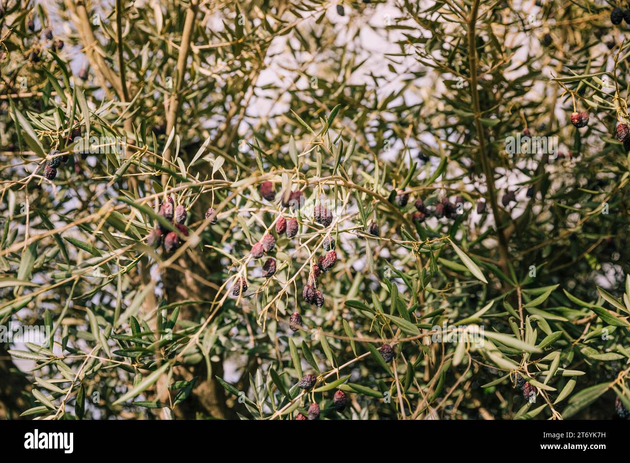 Dry black olives branches tree Stock Photo - Alamy