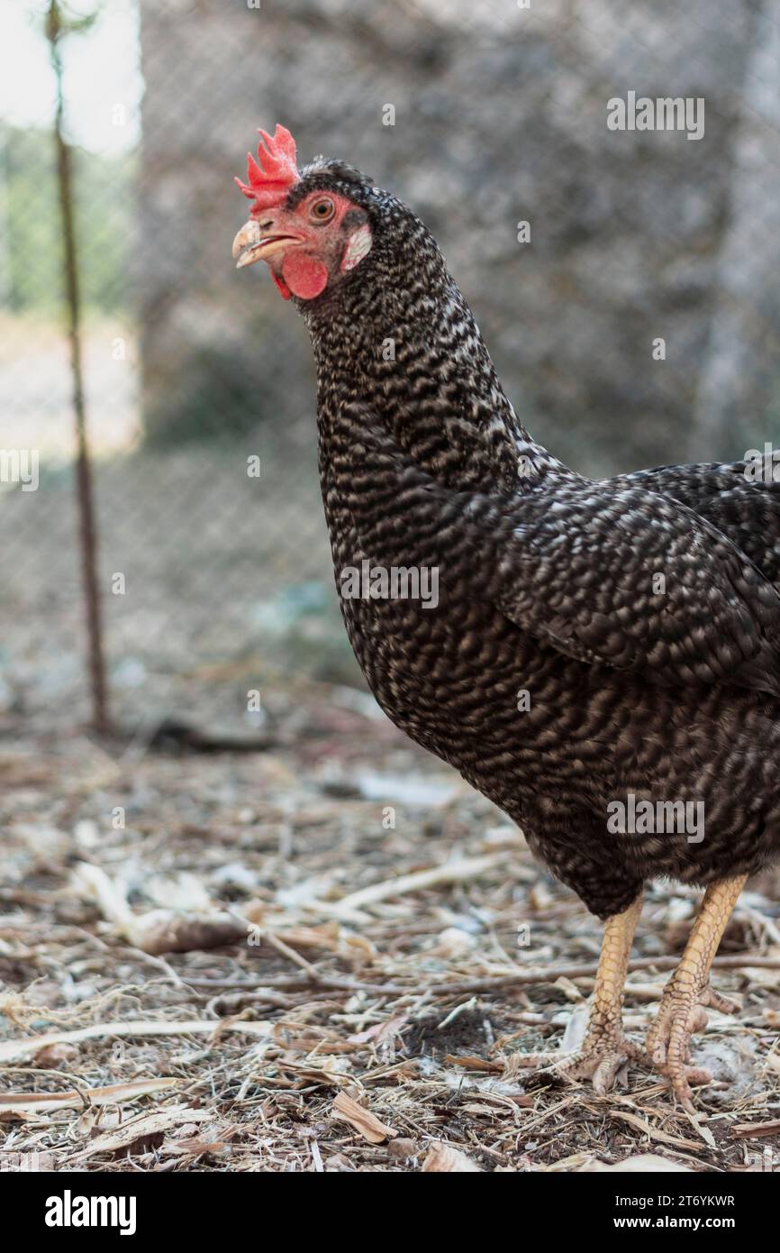 Hen standing farmyard Stock Photo - Alamy