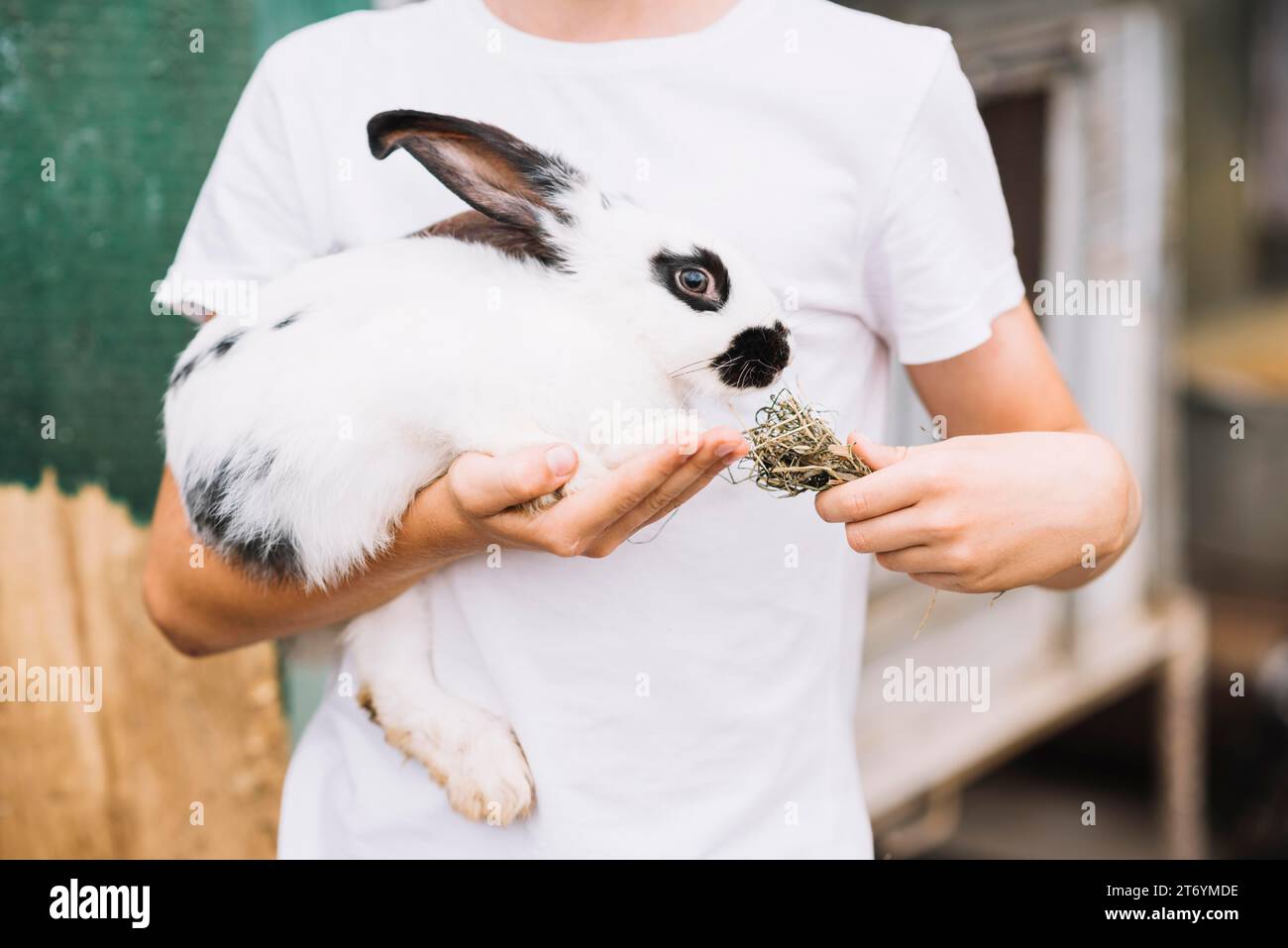 Mid section boy feeding grass rabbit hand Stock Photo - Alamy