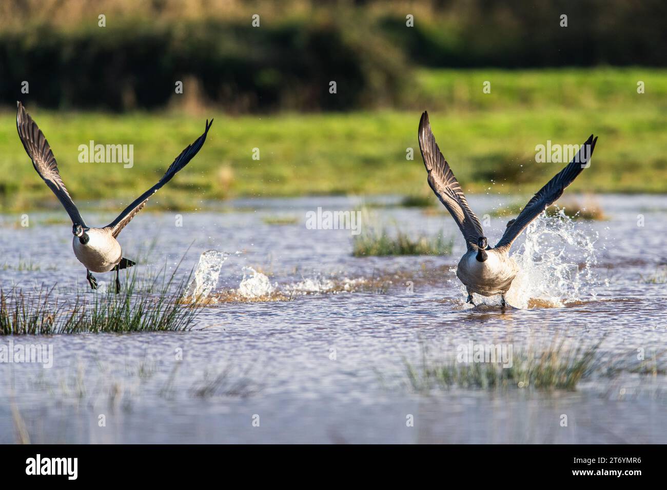 Canada Goose, Branta canadensis birds in flight over Marshes Stock ...