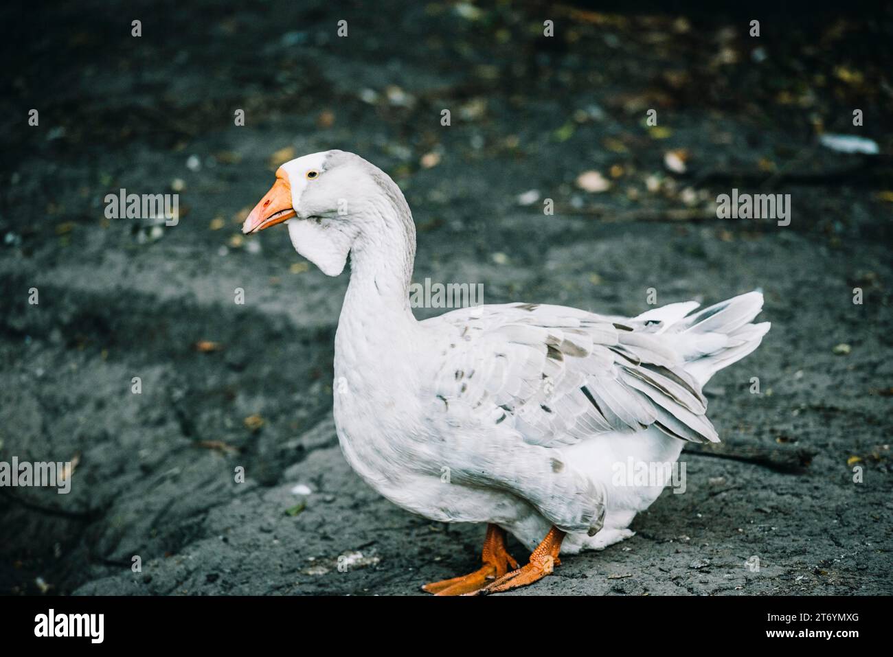 Side view duck farm Stock Photo - Alamy