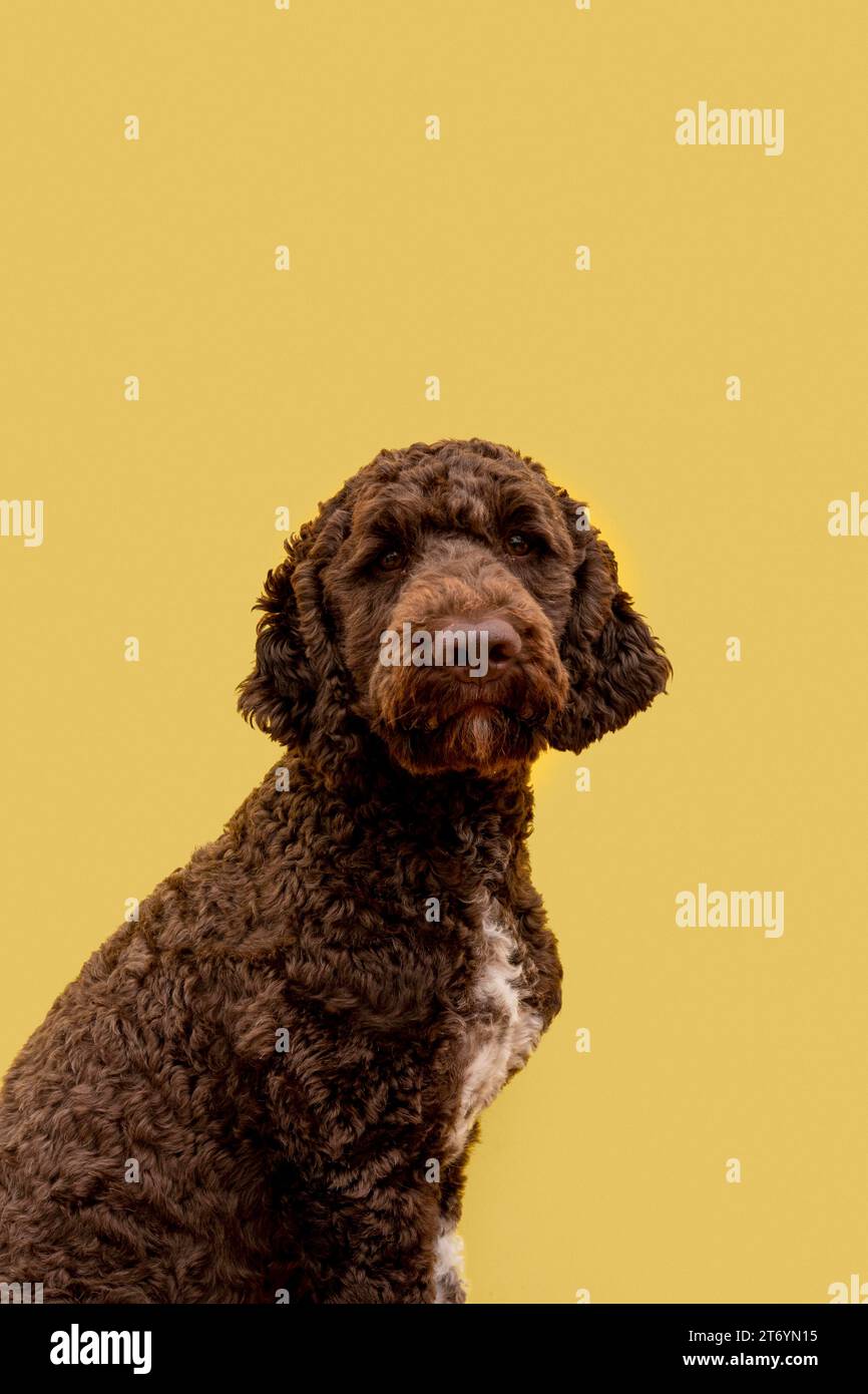 Side view domestic poodle Stock Photo - Alamy