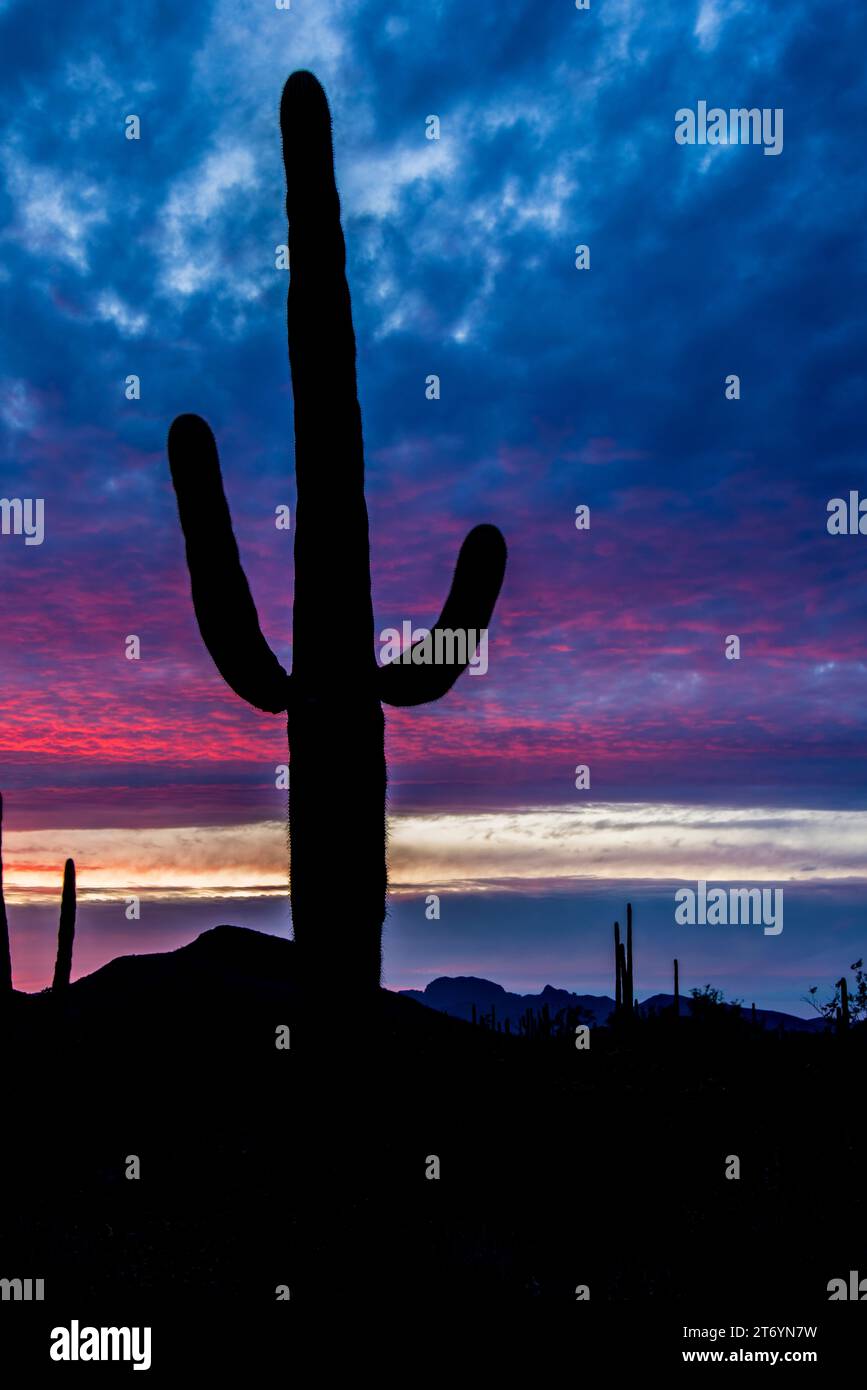 Silhouette of a Saguaro cactus against a sunset sky, Sonoran Desert, Organ Pipe Cactus National ...