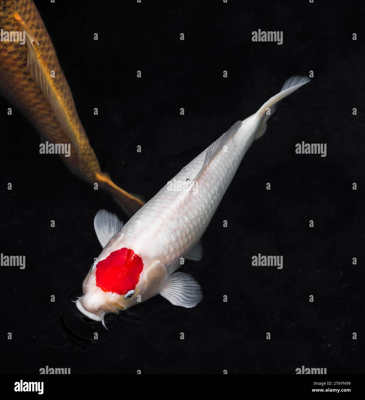 Top view colorful koi fishes 3 Stock Photo - Alamy