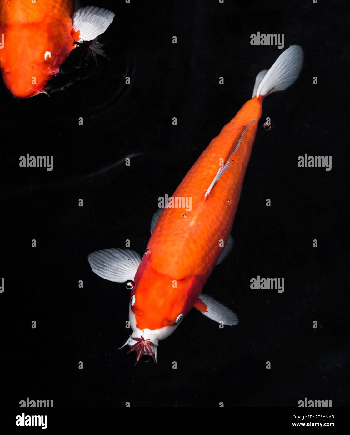 Carp like fish hi-res stock photography and images - Alamy