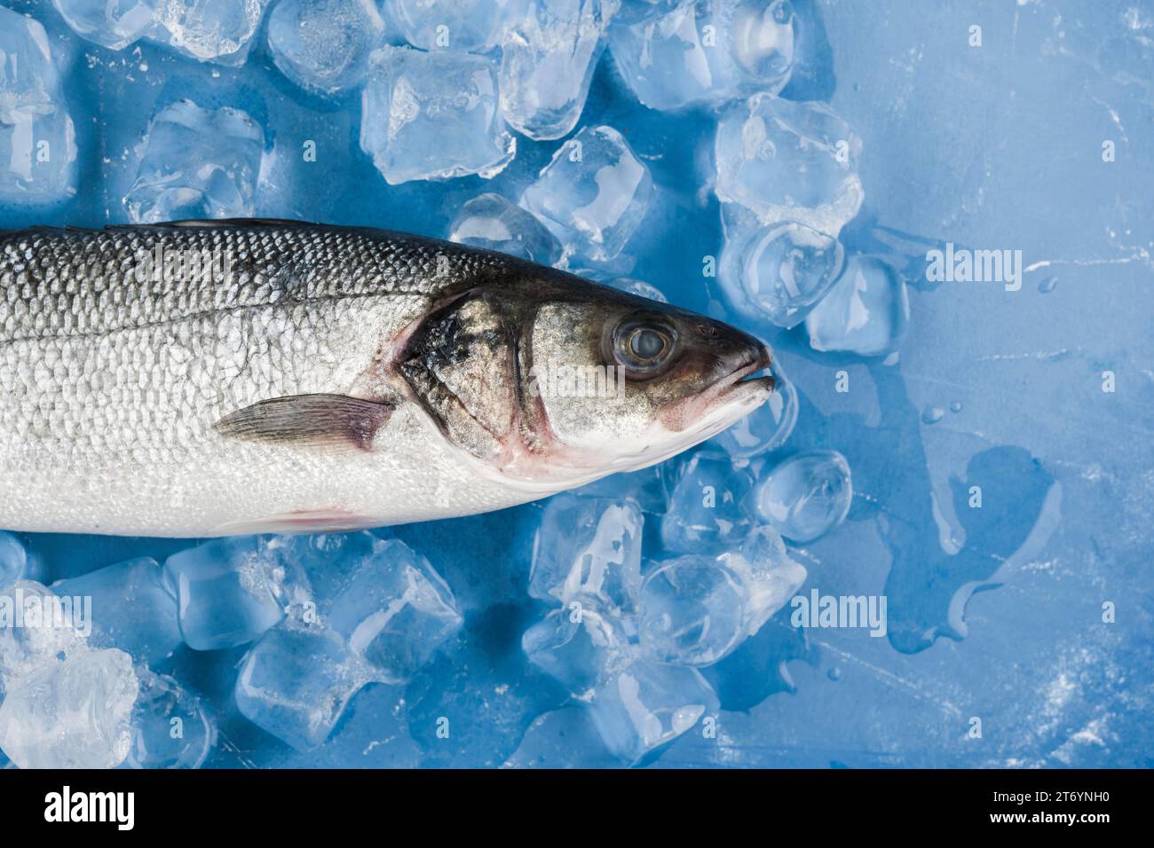 Top view fish ice cubes Stock Photo - Alamy