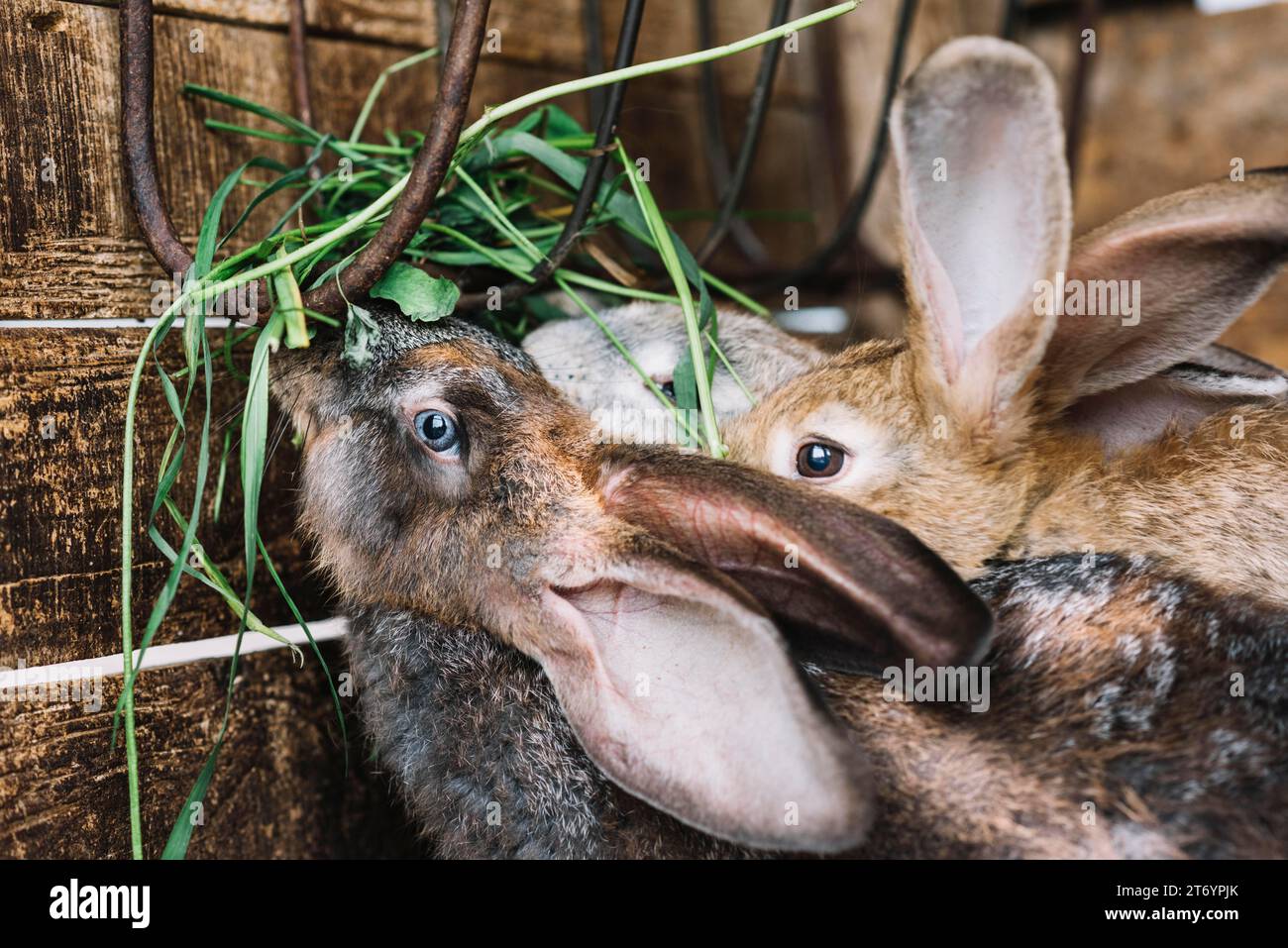 Close up rabbit eating grass Stock Photo - Alamy