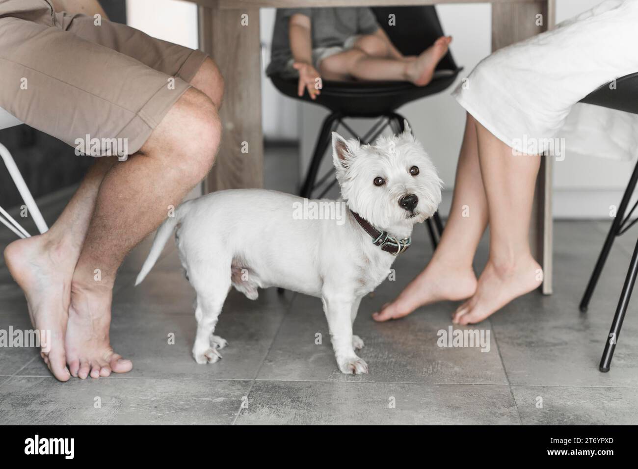 Cute dog table with family sitting chair Stock Photo - Alamy