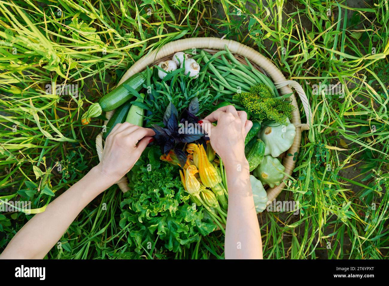 Top view vegetable green basket, woman hands picking vegetables Stock ...