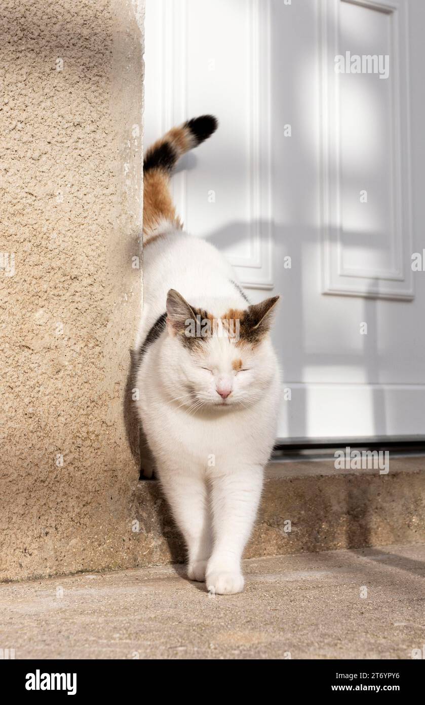 Cute cat near door outside Stock Photo - Alamy