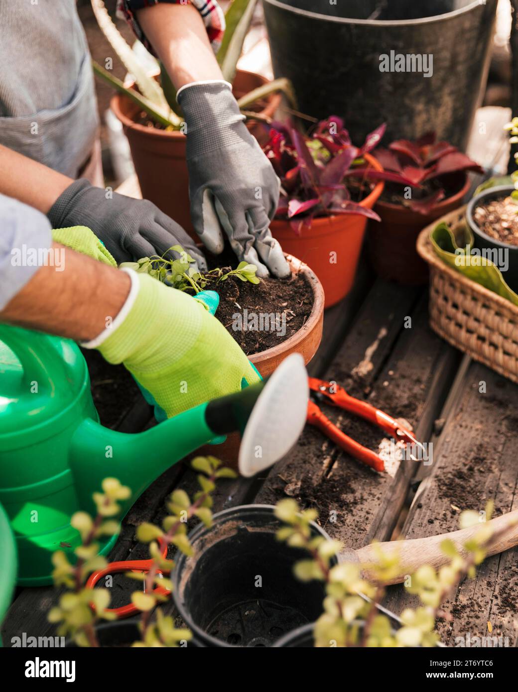 Male female gardener planting seedling pot Stock Photo - Alamy