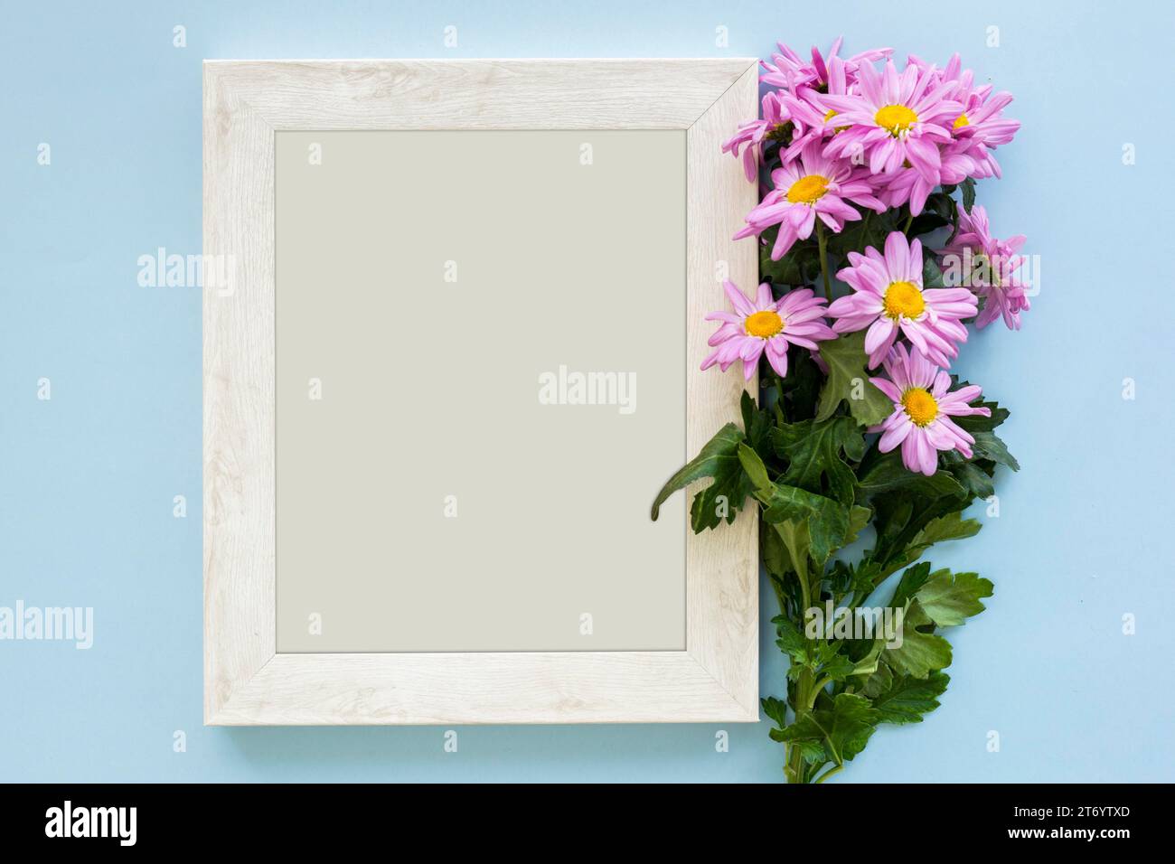 Overhead view purple marguerite daisy flowers white picture frame blue ...