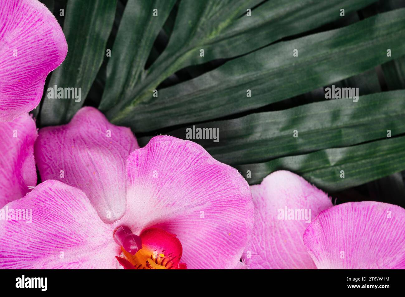 Orchid depiction hi-res stock photography and images - Alamy