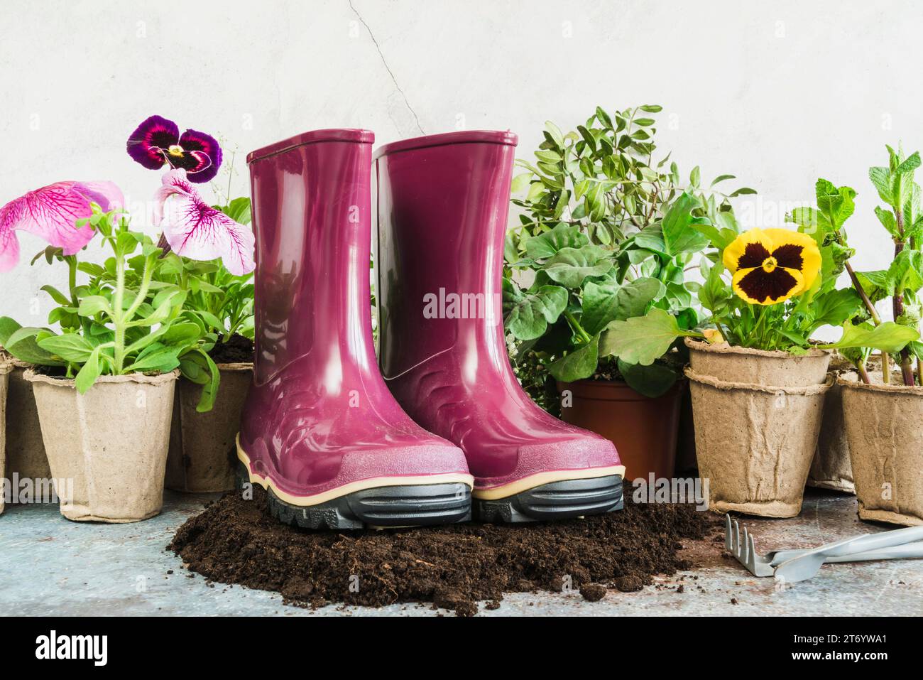 Purple pair rubber boot soil with peat potted plants Stock Photo - Alamy