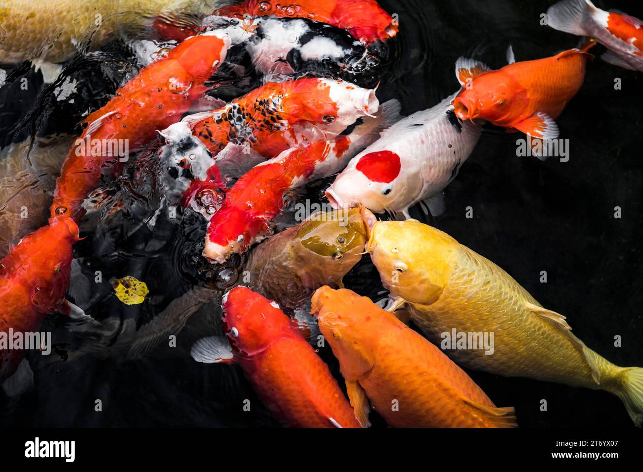 Top view colorful koi fishes 2 Stock Photo - Alamy