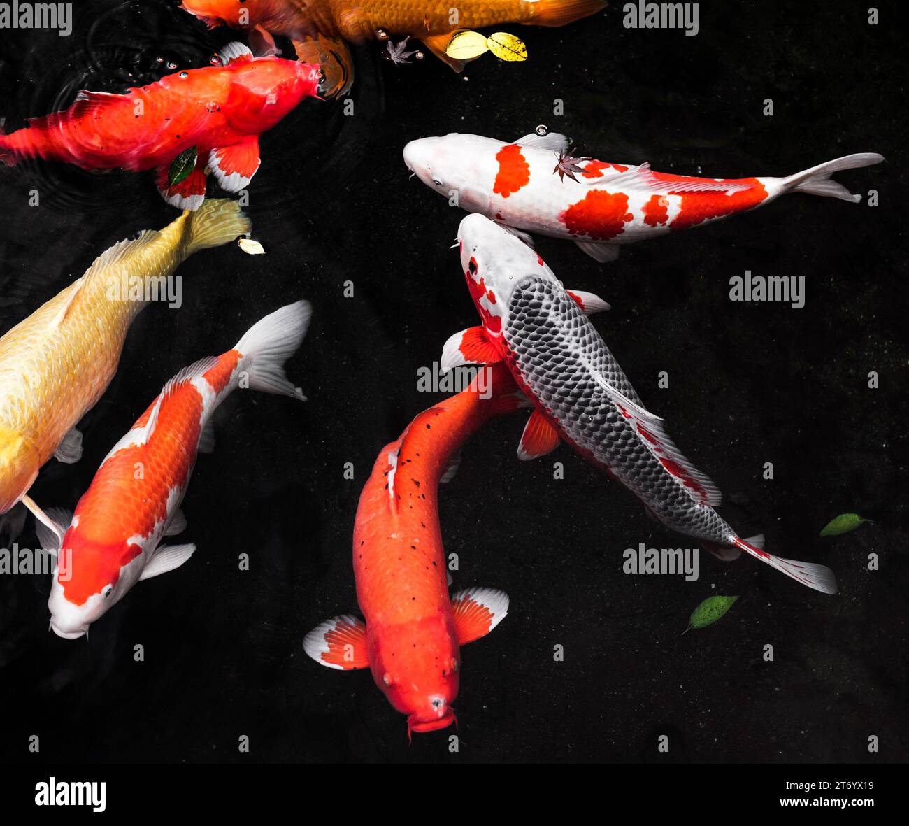 Top view colorful koi fishes 4 Stock Photo - Alamy